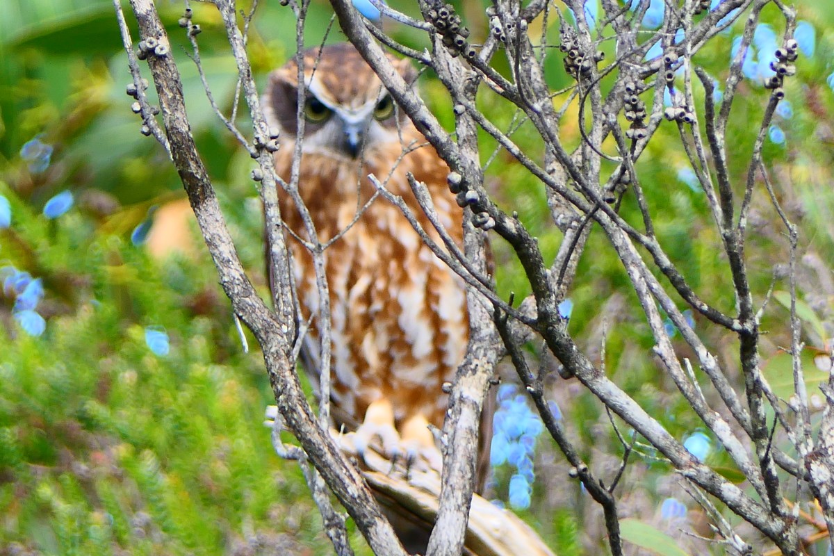 Boobook Owl – Off Grid Living – Building the Dream